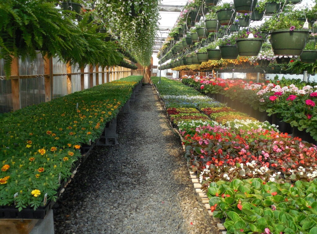 Guía De Cultivo De Flores Según La Estación Del Año Guía De Cultivo De Flores Según La Estación Del Año